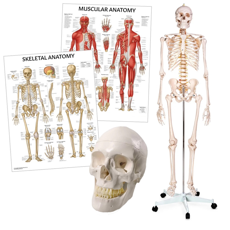 Figure Drawing Bundle - Myaskro